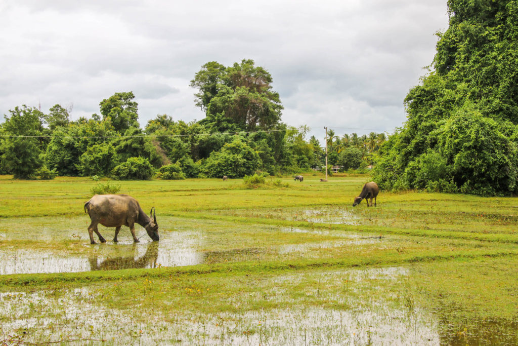 Laos: A Guide to the 4000 islands (Si Phan Don) - Backpacking People